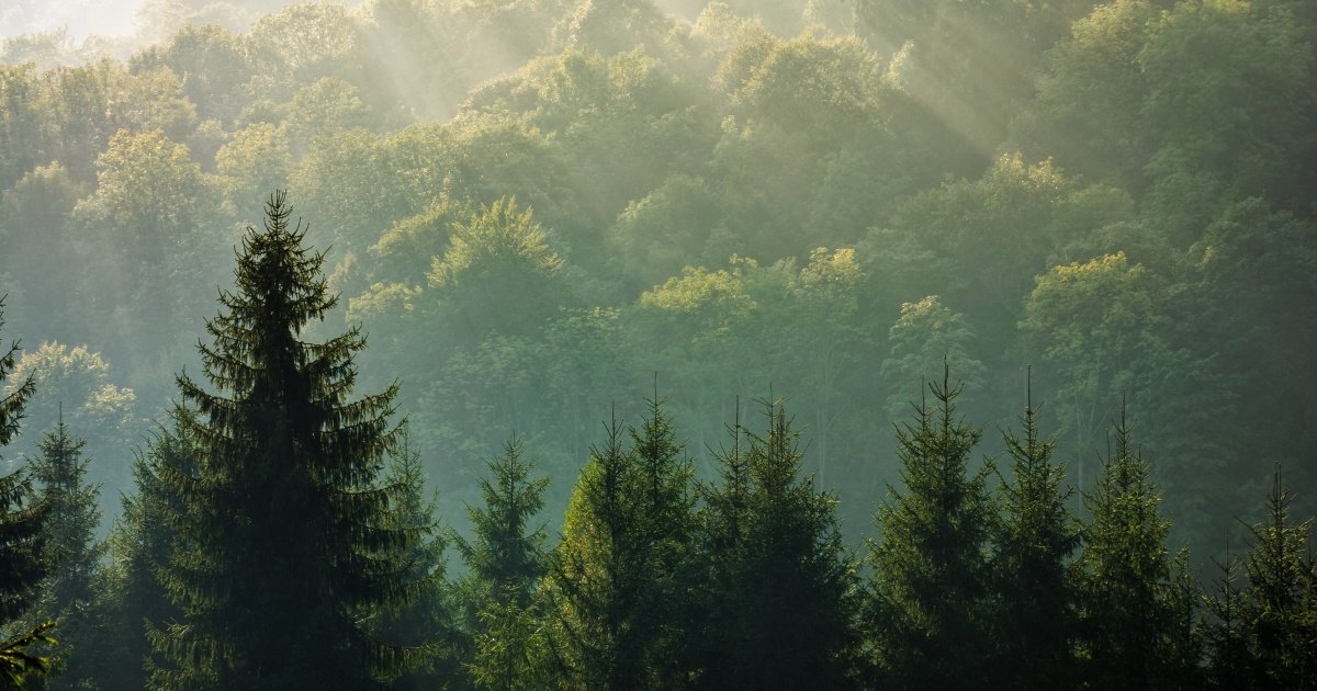 Preparing for the EUDR: 4 Steps to Compliance